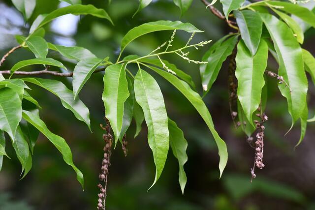 Sourwood | CMP Tree Selection Tool